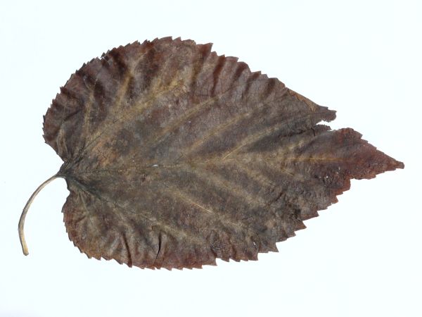 texture 0078 - Texturelib